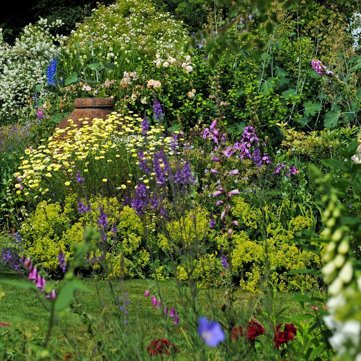 The Contemporary Cottage Garden Collection | Cottage Garden Plants ...