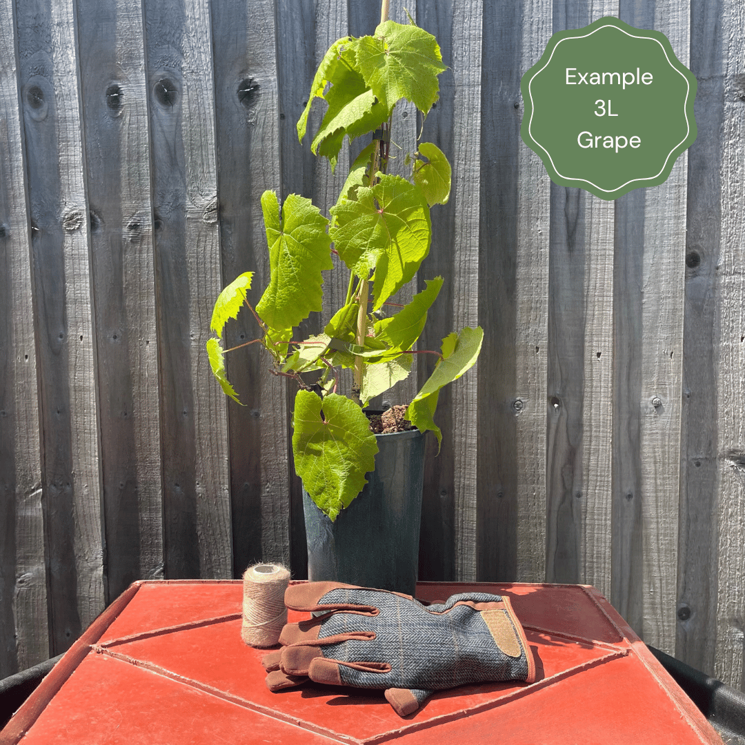 Ornamental Grape Vine | Vitis 'Brant' – Roots Plants