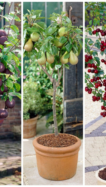 Award Winning Patio Fruit Tree Collection | Cherry, Pear & Plum – Roots ...