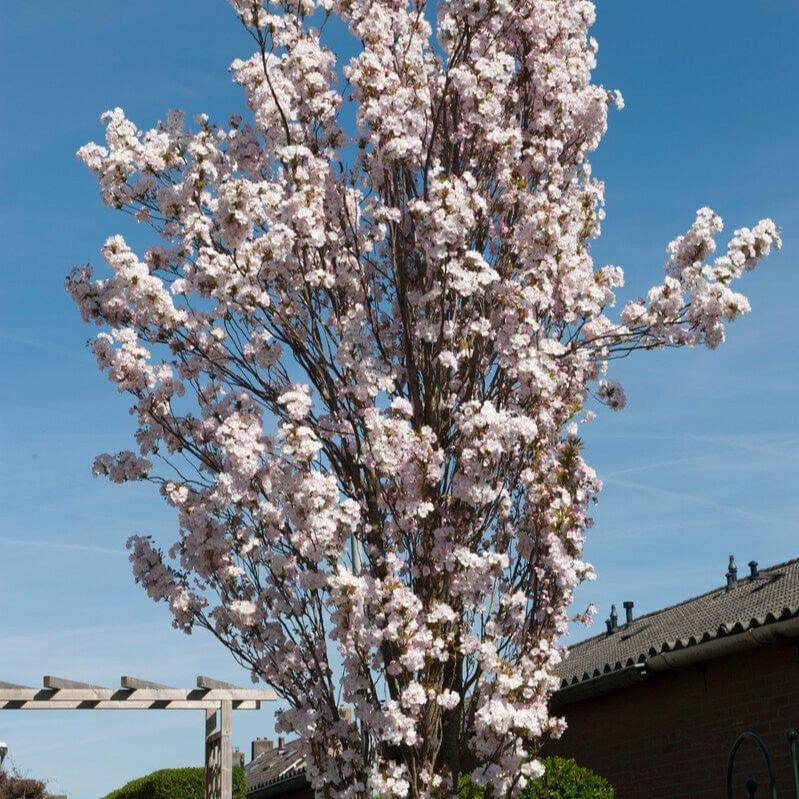 White Columnar Cherry Blossom Tree | Prunus 'Spire' - Roots Plants