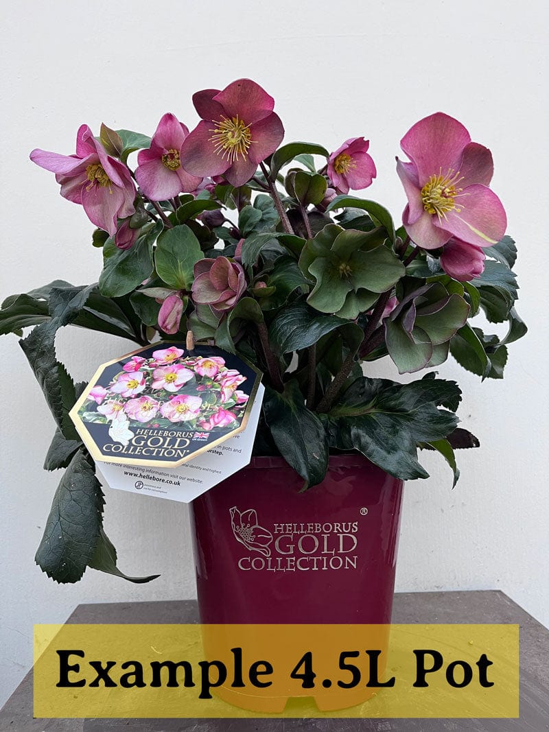 'Frosted Rose' Snow Rose | 'Ice N' Roses®' Series | Hellebore Gold Col ...