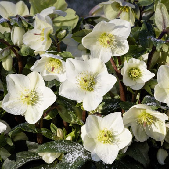 'White' Snow Rose | 'Ice N' Roses®' Series | Hellebore Gold Collection ...