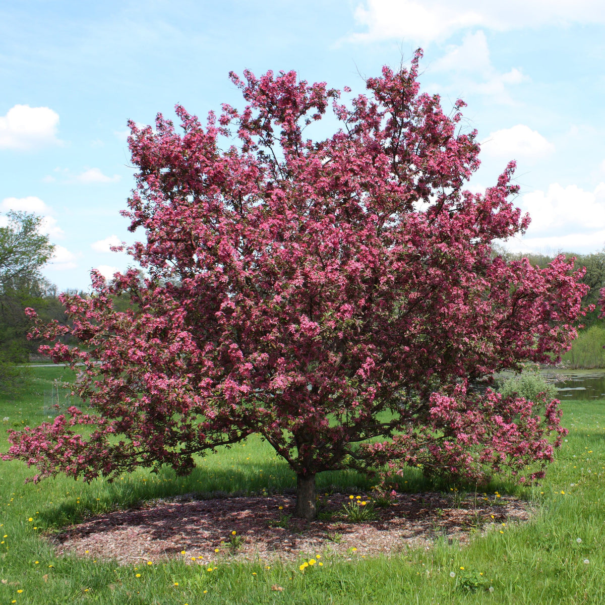 Japanese Crabapple Tree | Malus floribunda – Roots Plants