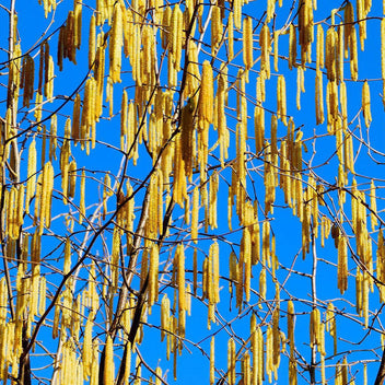 Hazel Tree | Corylus avellana – Roots Plants