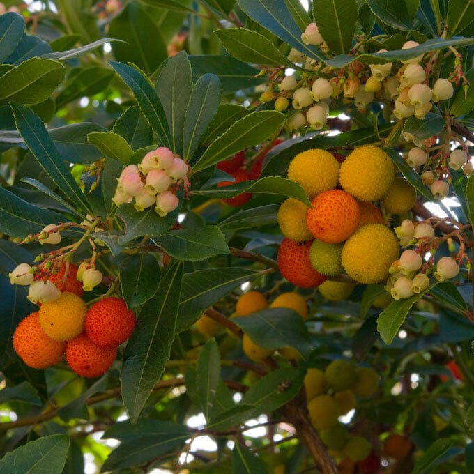 Strawberry Tree | Arbutus unedo – Roots Plants