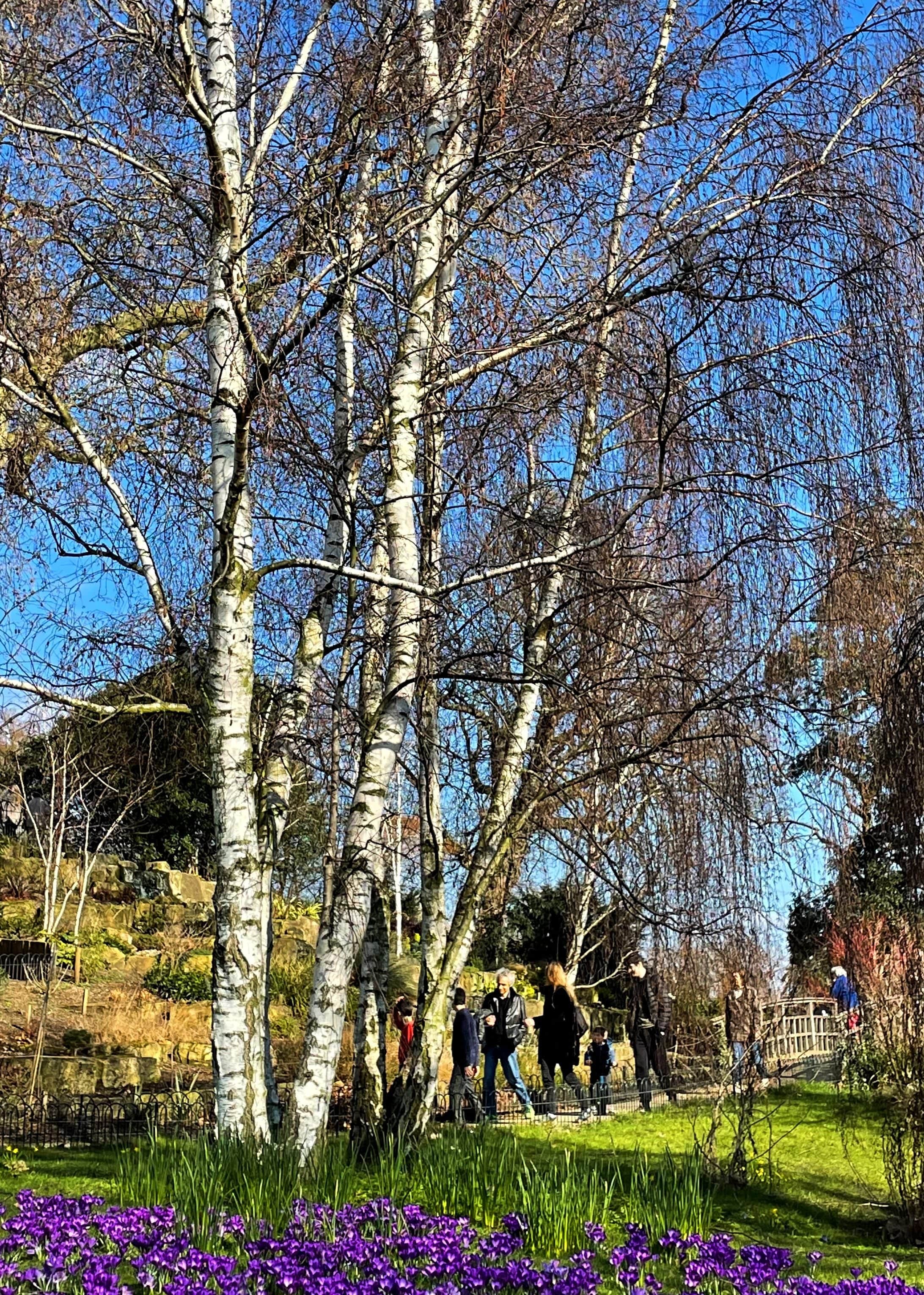 Silver Birch Tree | Betula Pendula – Roots Plants