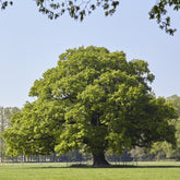 Oak Tree Facts: 7 Surprising Discoveries – Roots Plants