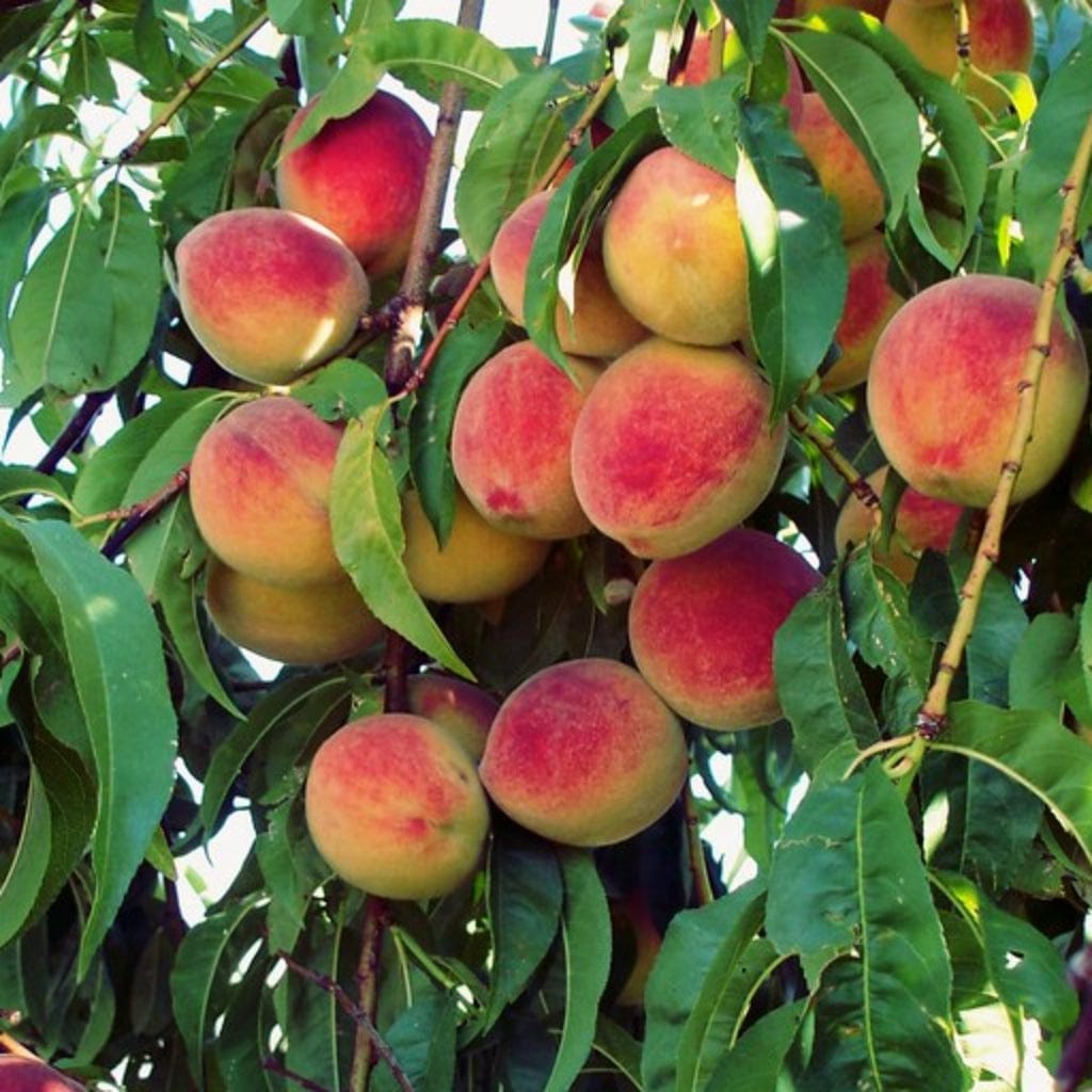 'Peche de Vigne' Bloody Peach Tree – Roots Plants