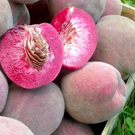 'Peche de Vigne' Bloody Peach Tree – Roots Plants