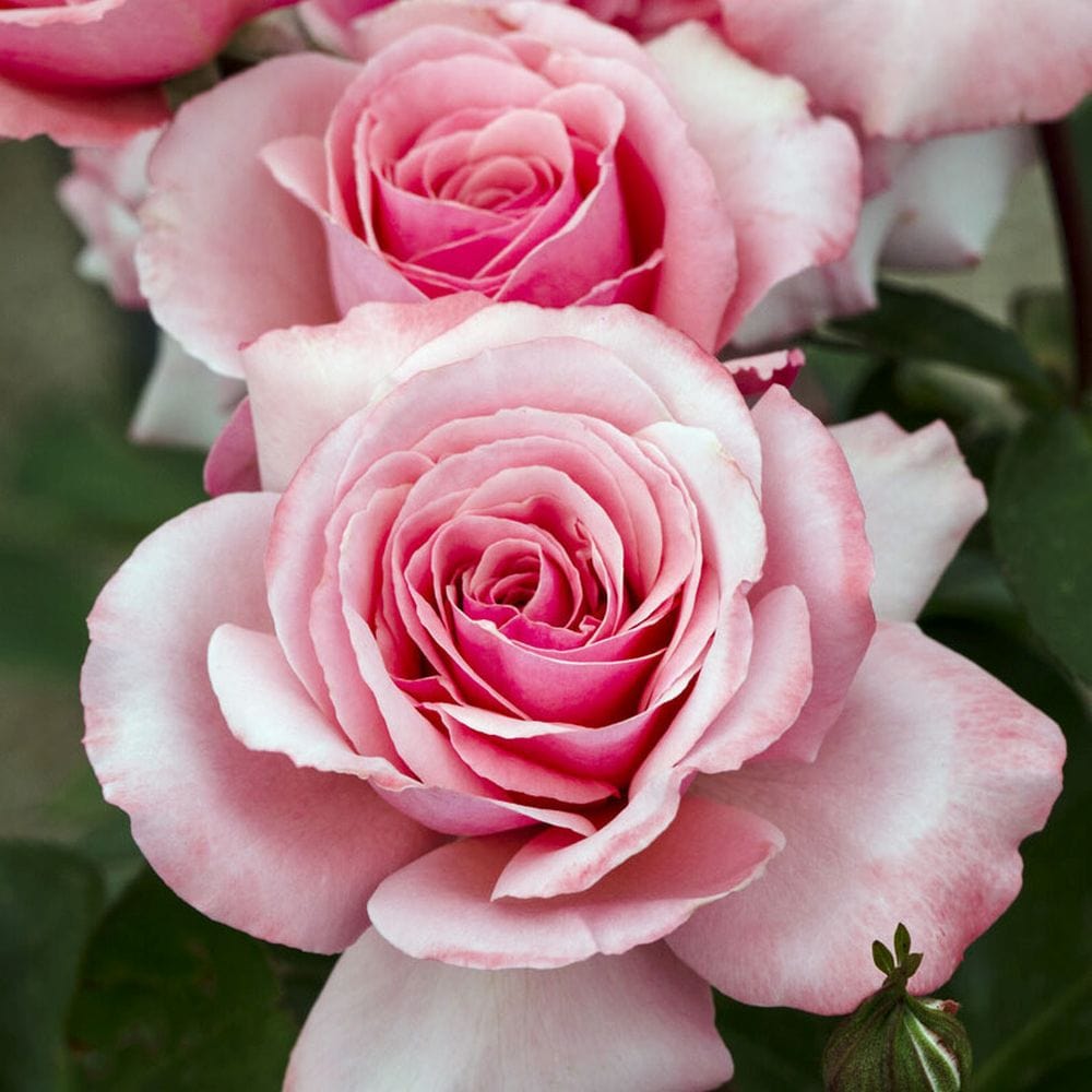 'Sexy Rexy' Floribunda Rose – Roots Plants