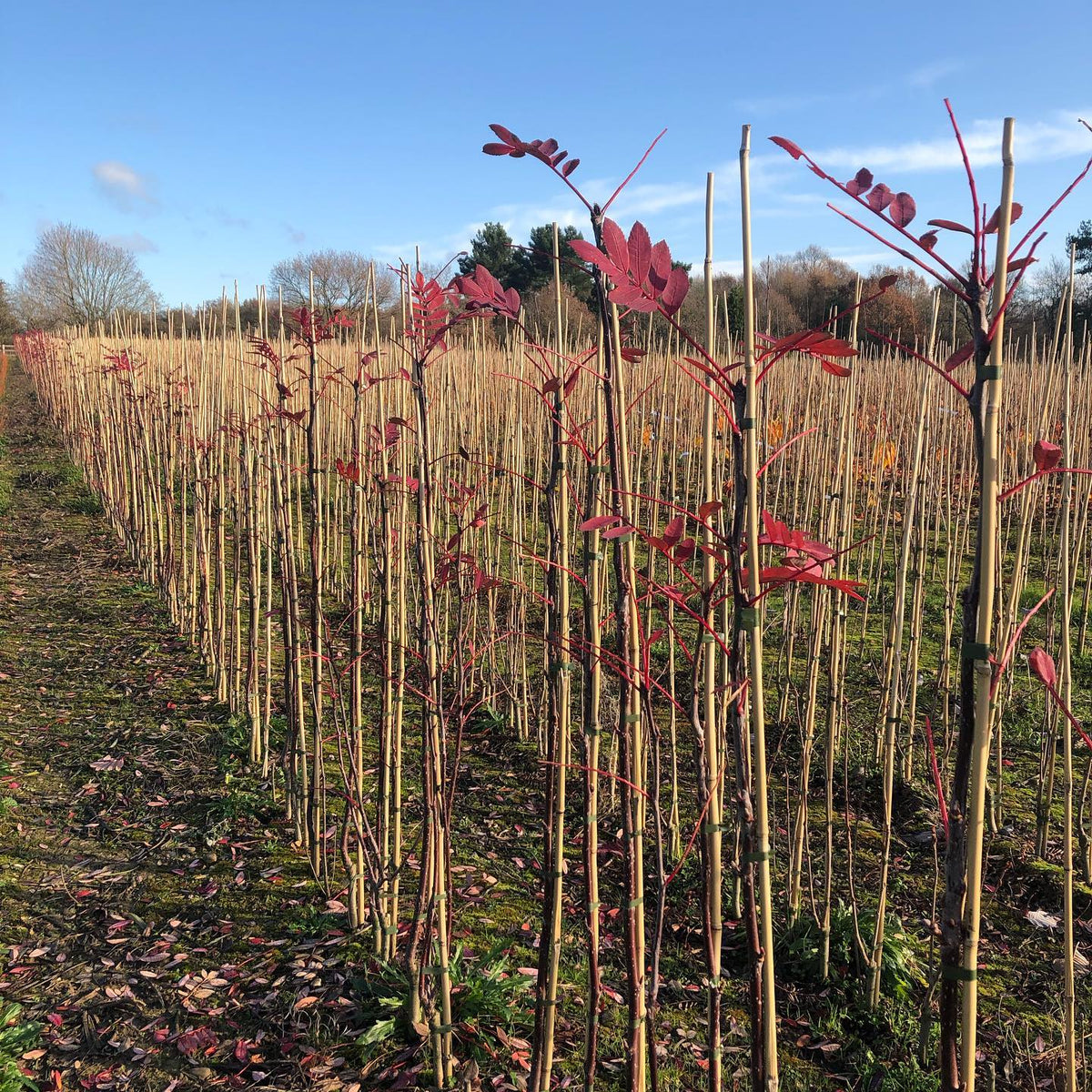Pink Pagoda Rowan Tree | Sorbus hupehensis - Roots Plants