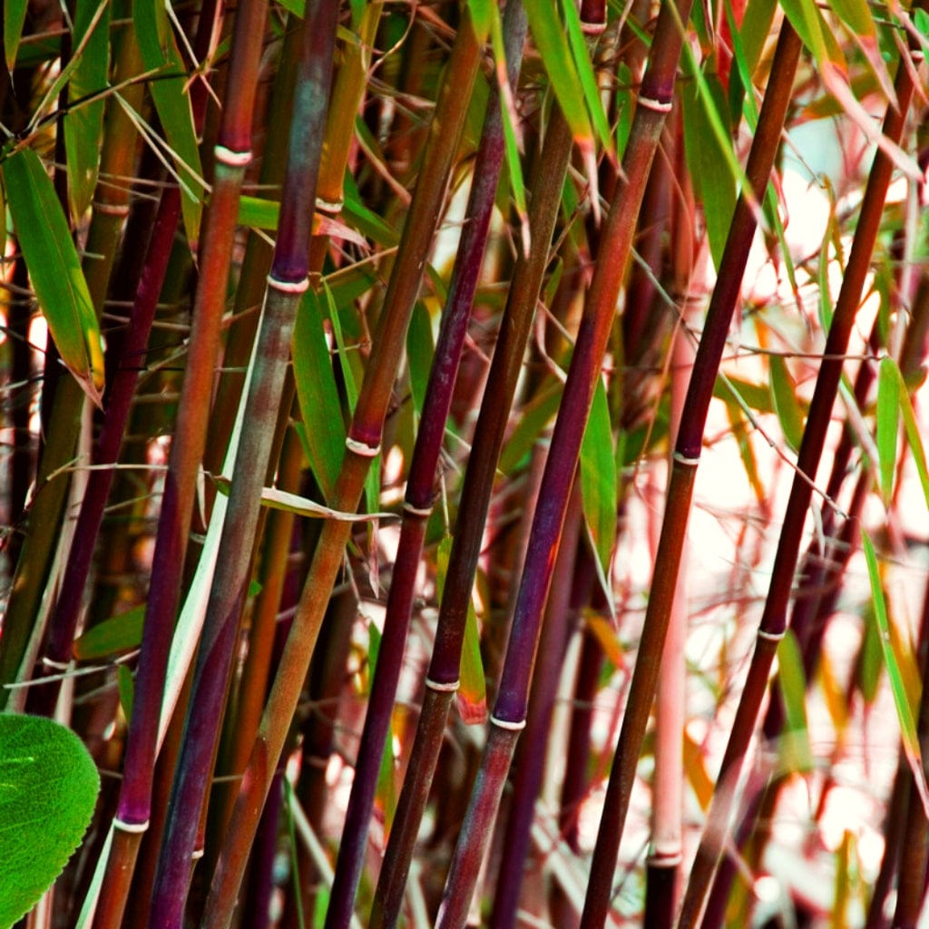 Red Bamboo | Fargesia scabrida 'Asian Wonder' – Roots Plants