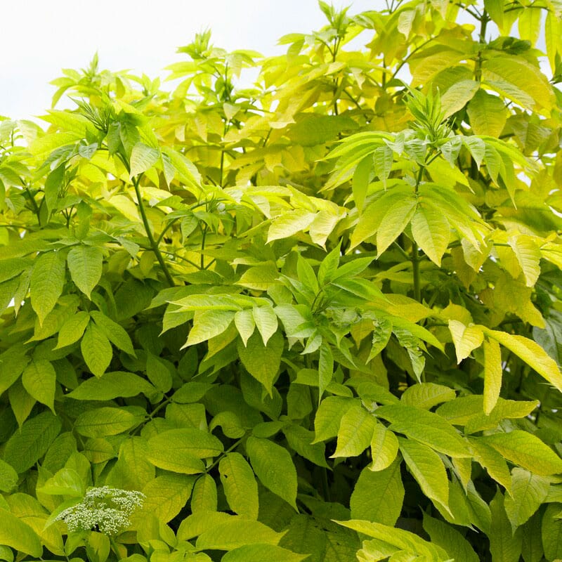 Golden Elder Hedging | Sambucus nigra 'Aurea' – Roots Plants