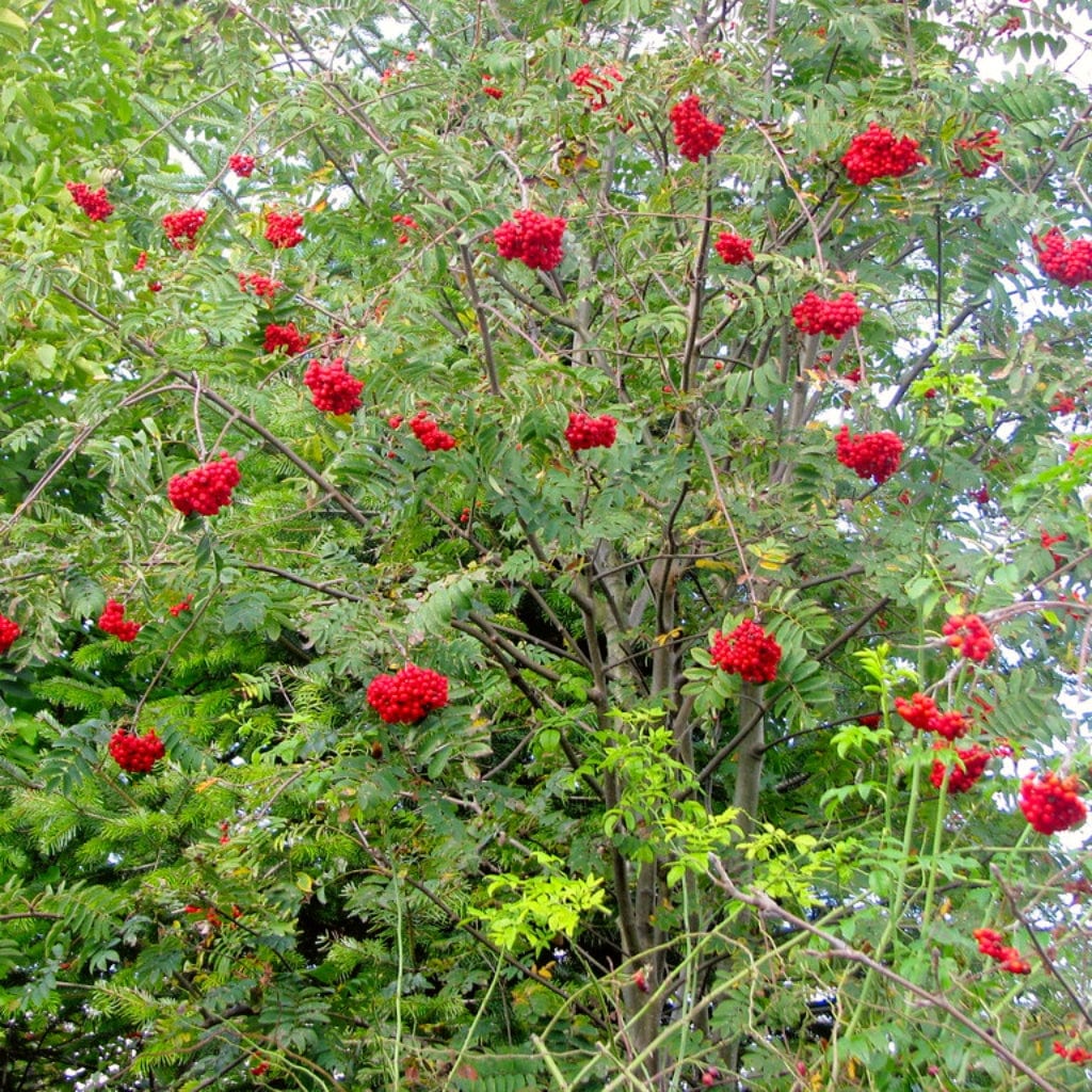Multi-Stem Mountain Ash Rowan Tree | Sorbus aucuparia - Roots Plants