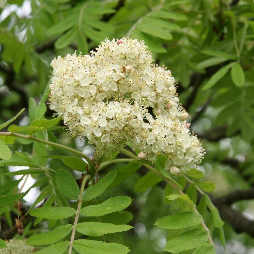 Multi-Stem Mountain Ash Rowan Tree | Sorbus aucuparia - Roots Plants