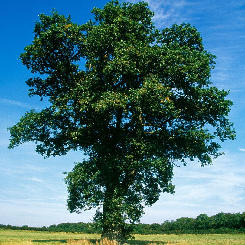 English Oak Hedging | Quercus robur – Roots Plants