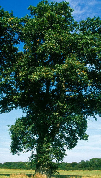English Oak Hedging | Quercus robur – Roots Plants