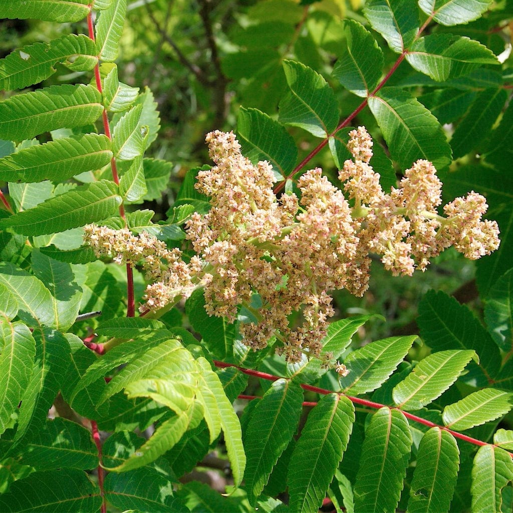 Smooth Sumach Tree | Rhus glabra – Roots Plants