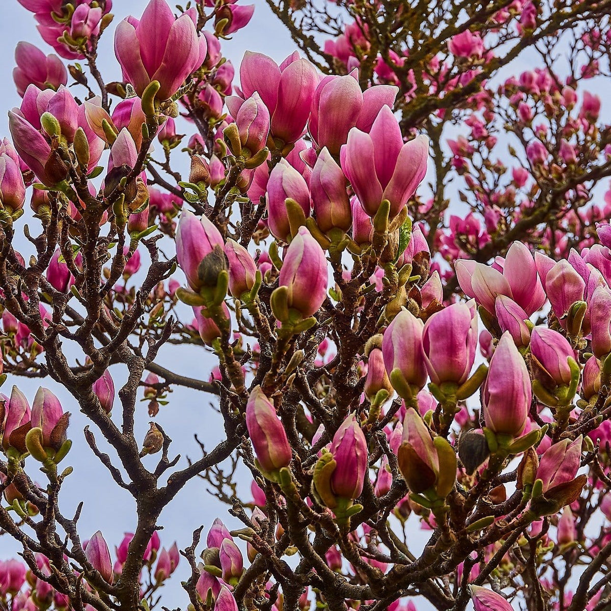 Saucer Magnolia Tree | Magnolia × soulangeana 'Rustic Red' – Roots Plants