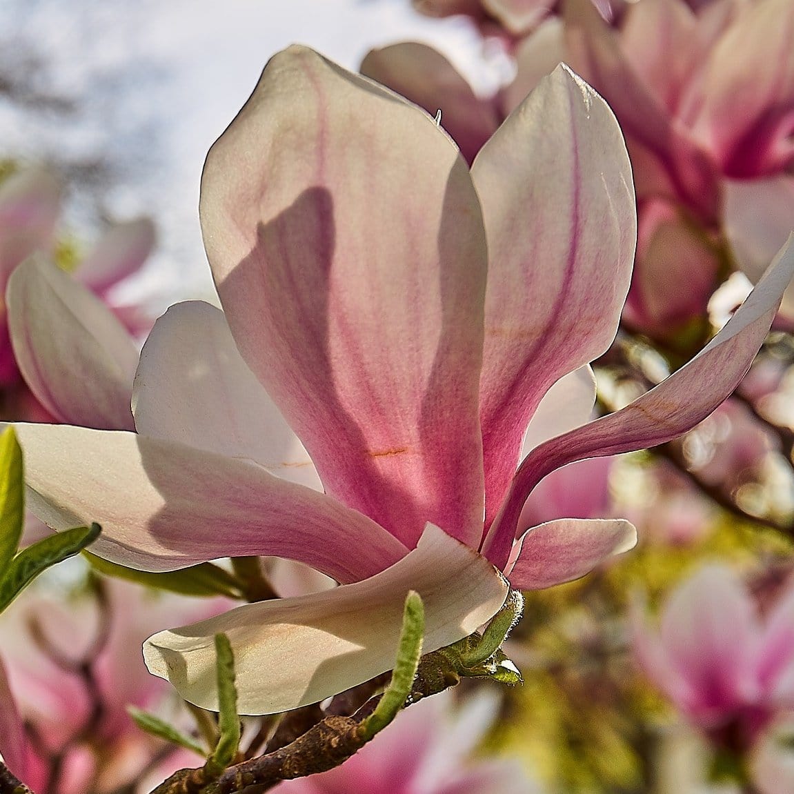 Saucer Magnolia Tree | Magnolia × soulangeana 'Rustic Red' – Roots Plants