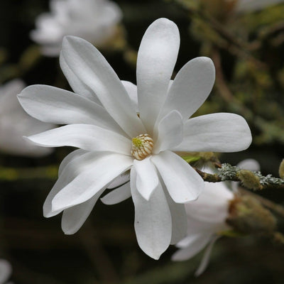 Star Magnolia Tree | Magnolia stellata 'Water Lily' – Roots Plants