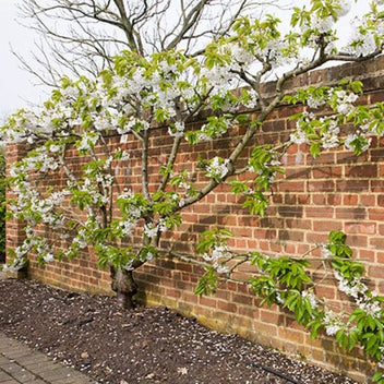 'Sunburst' Cherry Tree – Roots Plants