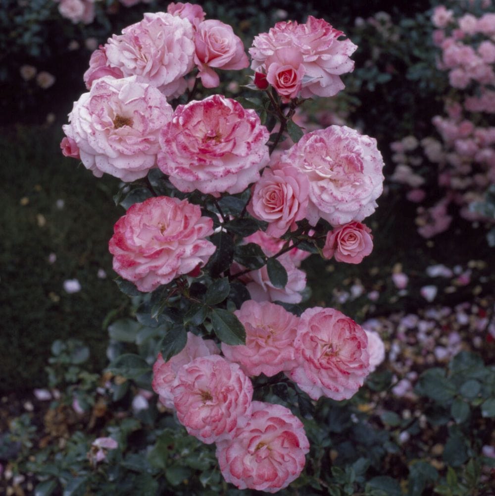 'Sexy Rexy' Floribunda Rose – Roots Plants
