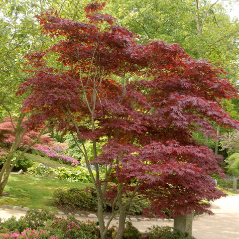Acer Trees for Sale: The Finest Varieties Grown in the UK - Roots Plants