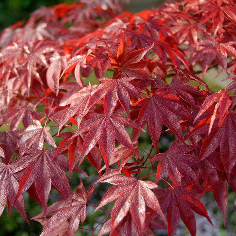 Acer Trees for Sale: The Finest Varieties Grown in the UK - Roots Plants