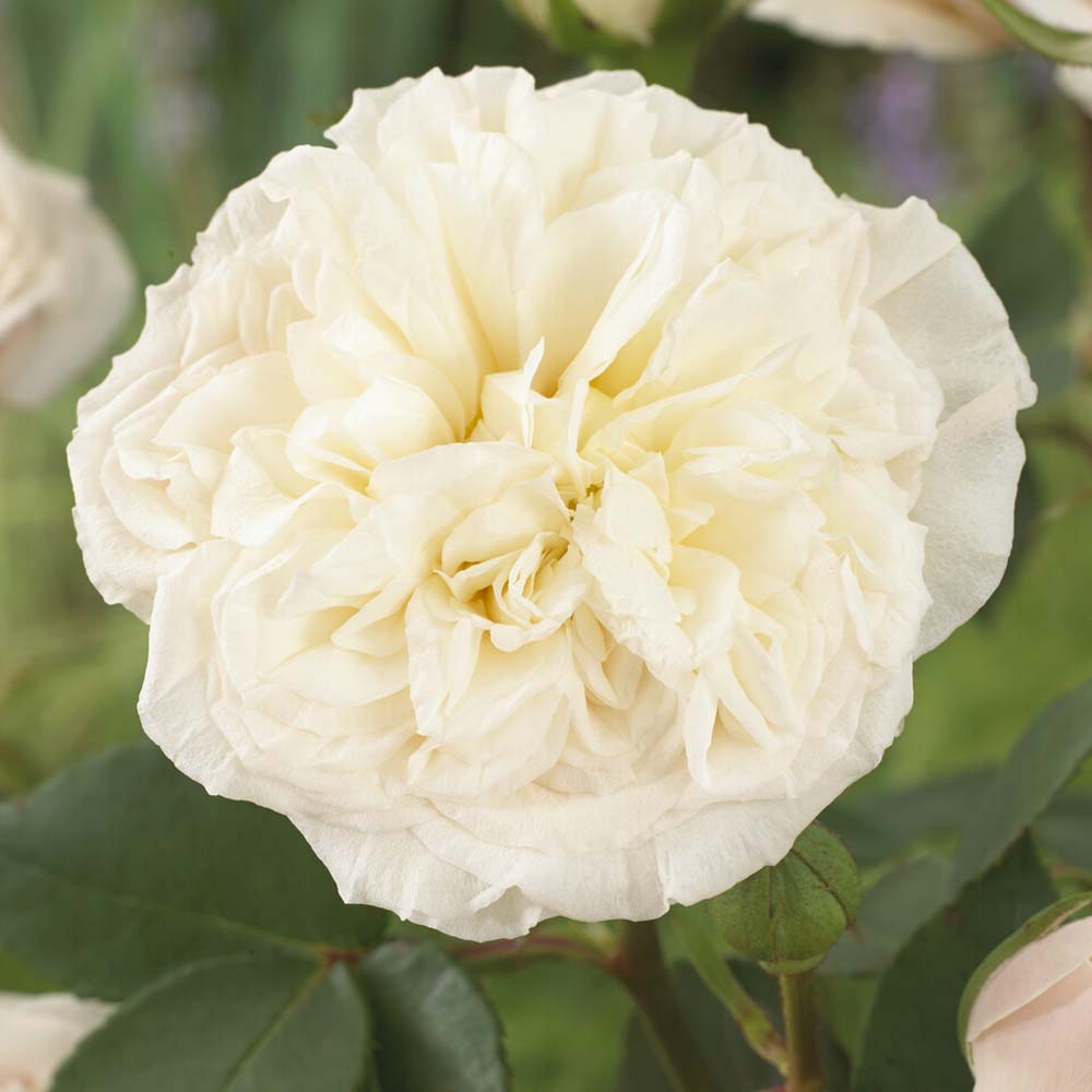 'Joie de Vivre' Floribunda Rose – Roots Plants