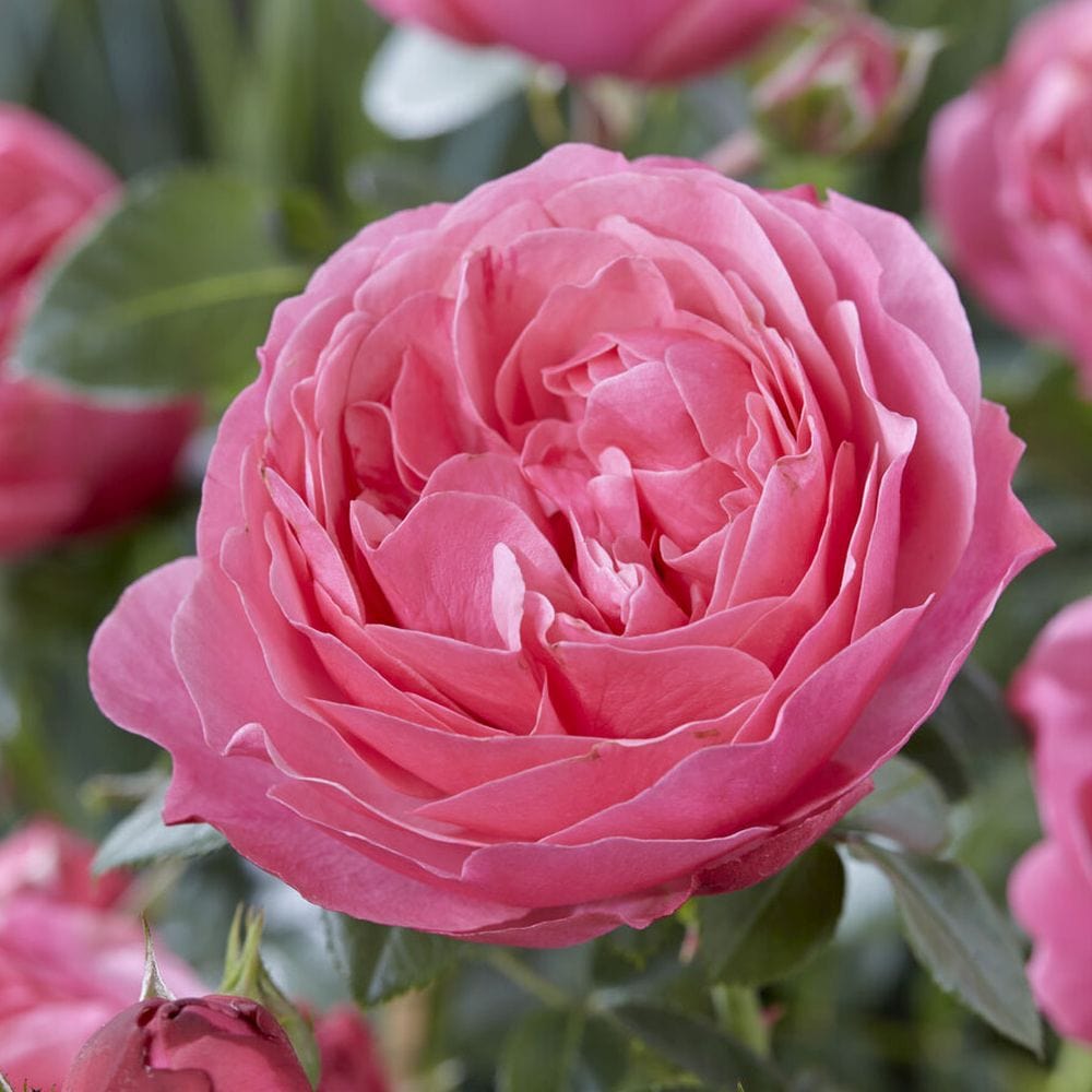 'Flora Colonia' Shrub Rose – Roots Plants