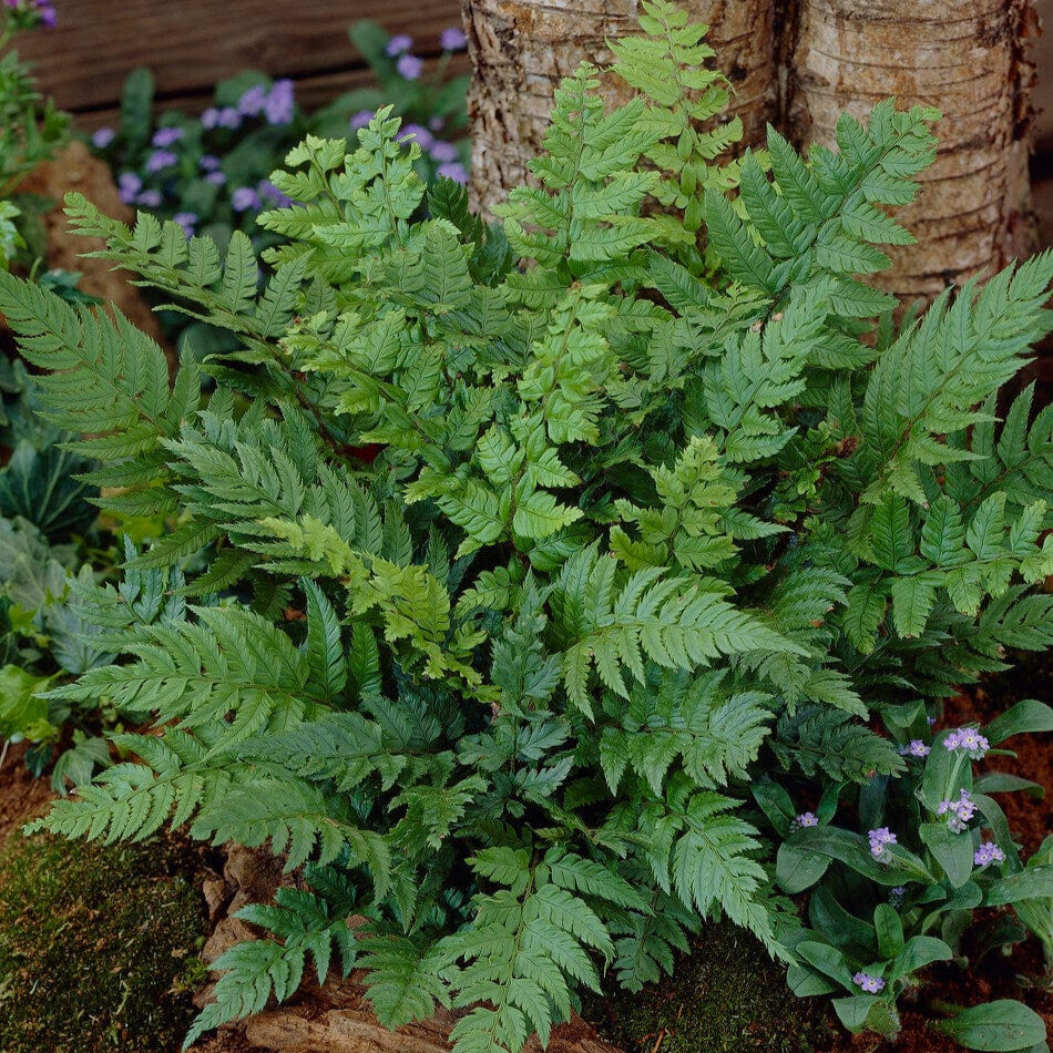 Black Wood Fern | Dryopteris atrata – Roots Plants
