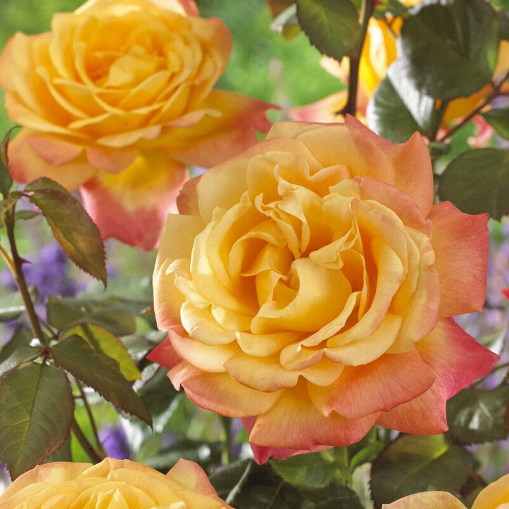 'Bright Smiles' Floribunda Rose – Roots Plants