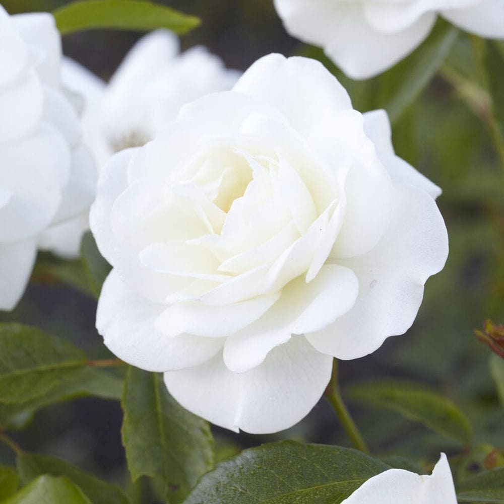 'Alaska' Climbing Rose – Roots Plants