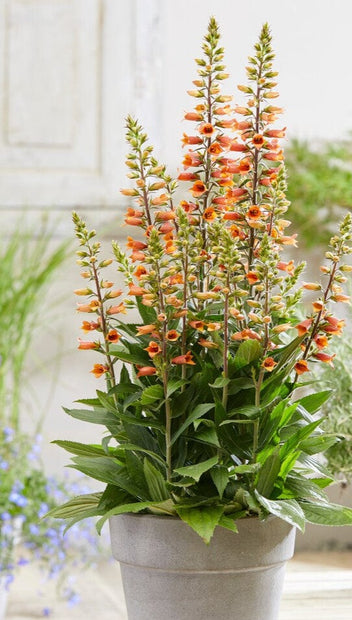 Orange Foxglove | Digiplexis 'Firecracker' – Roots Plants