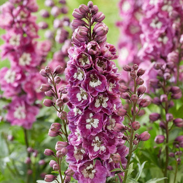 How to Grow Delphiniums: A Complete Care Guide – Roots Plants