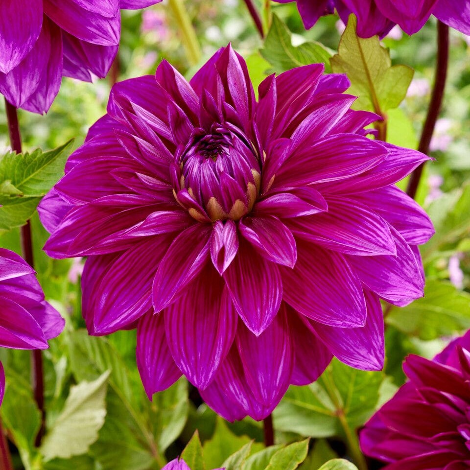 Dahlia 'Thomas Edison' – Roots Plants