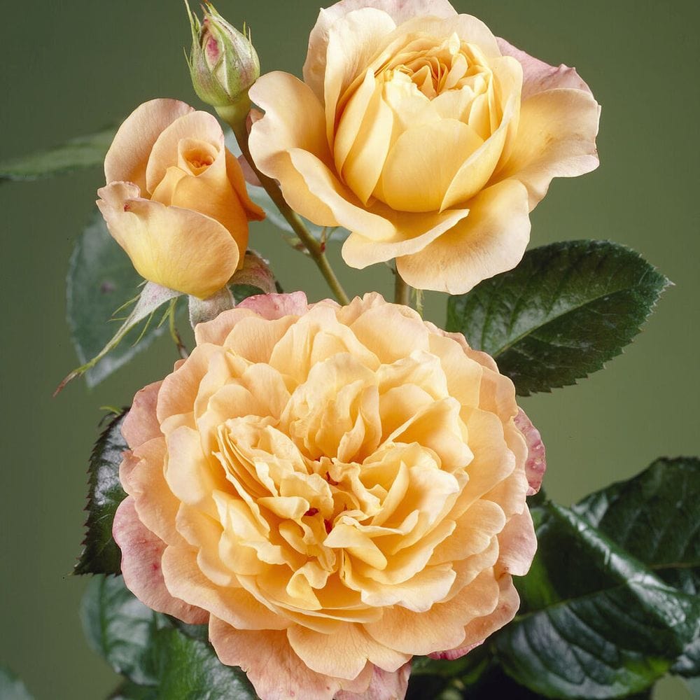 'Perfect Harmony' Hybrid Tea Rose – Roots Plants