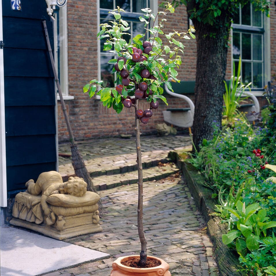 Award Winning Patio Fruit Tree Collection | Cherry, Pear & Plum – Roots ...