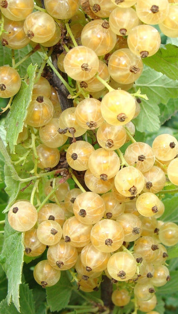 'White Versailles' Whitecurrant Plant – Roots Plants