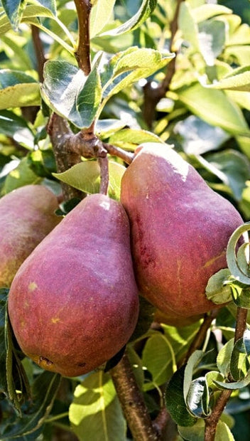'Red Williams' Pear Tree – Roots Plants